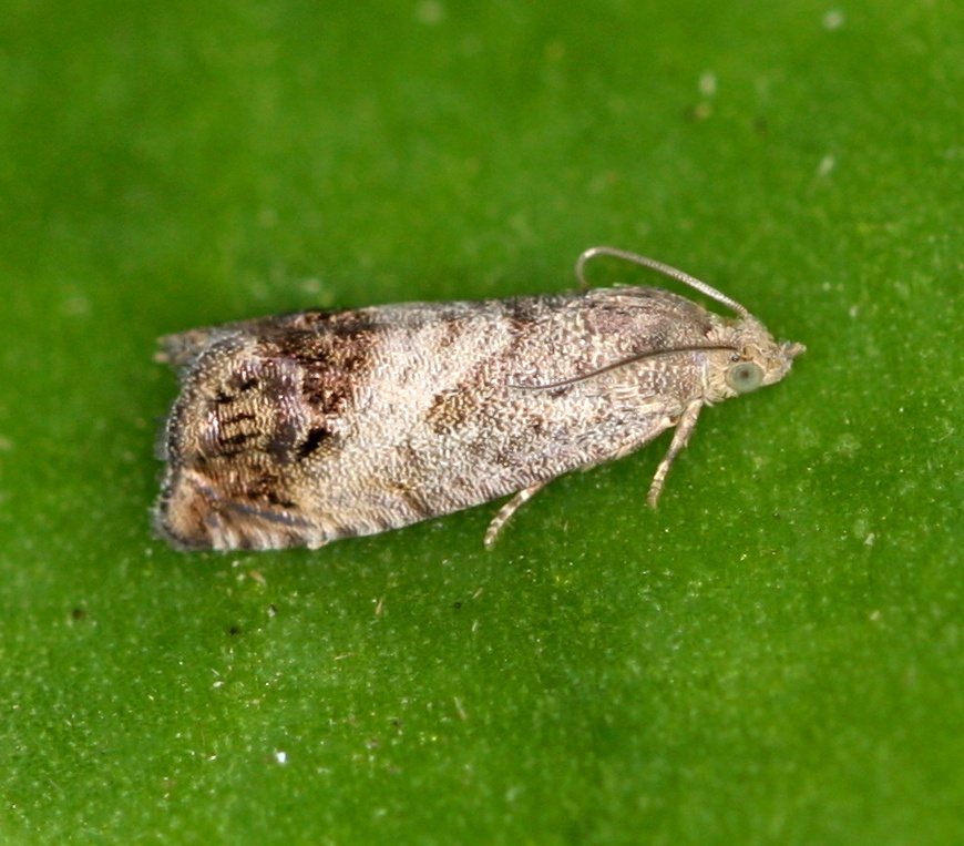 Cydia splendana | NatureSpot