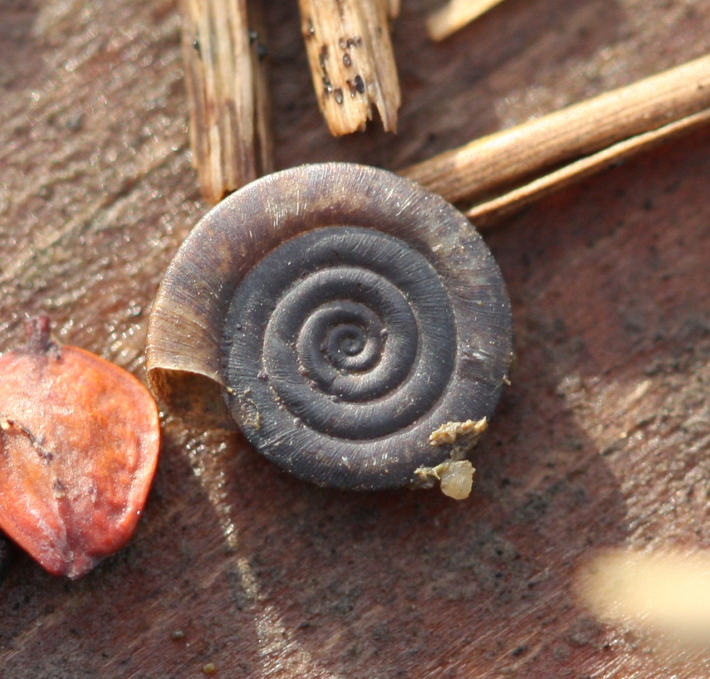Whirlpool Ramshorn | NatureSpot