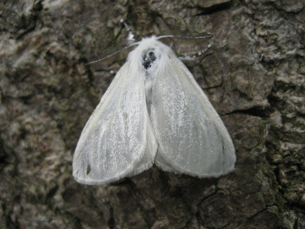 White Satin Moth | NatureSpot