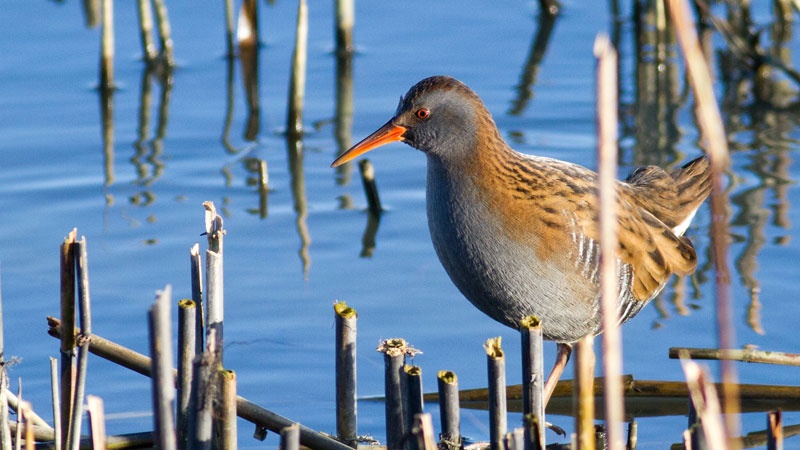 Water Rail | NatureSpot