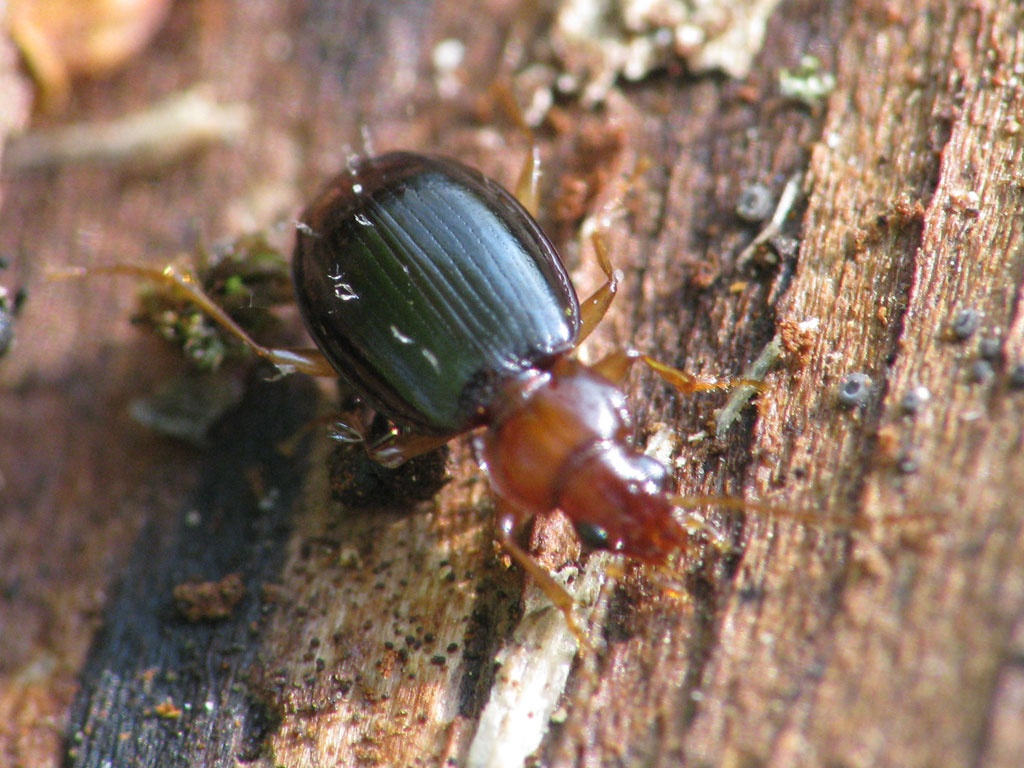 Ocys harpaloides/tachysoides | NatureSpot
