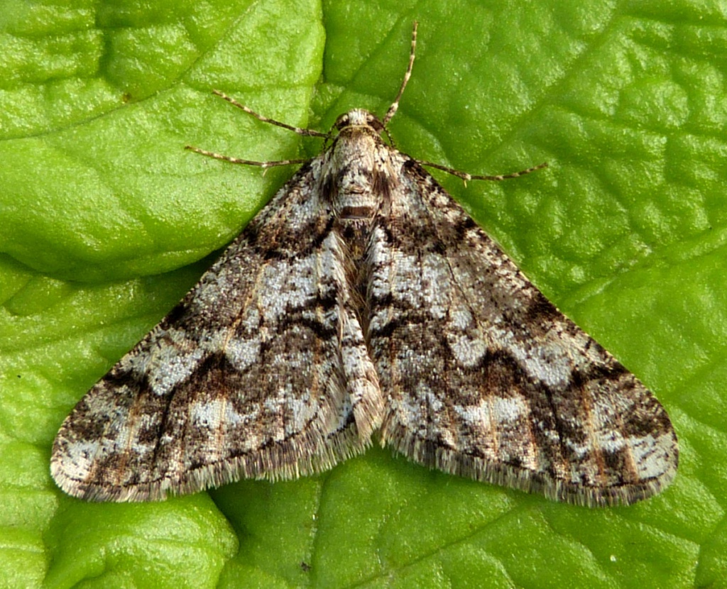 Spring Usher | NatureSpot