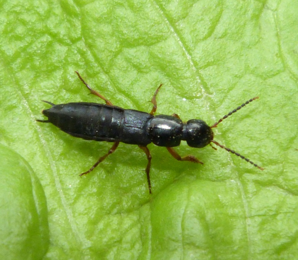 Tasgius morsitans | NatureSpot