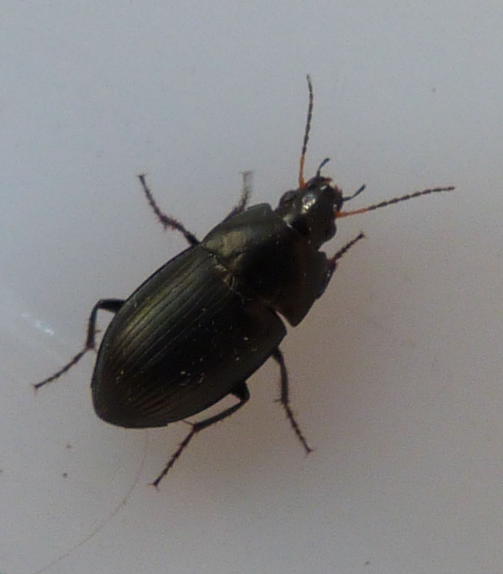 Amara ovata | NatureSpot