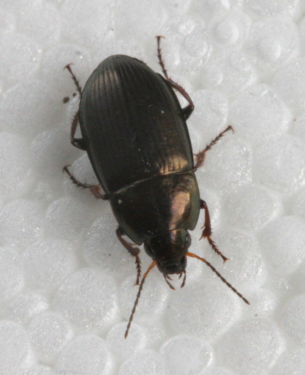 Amara ovata | NatureSpot