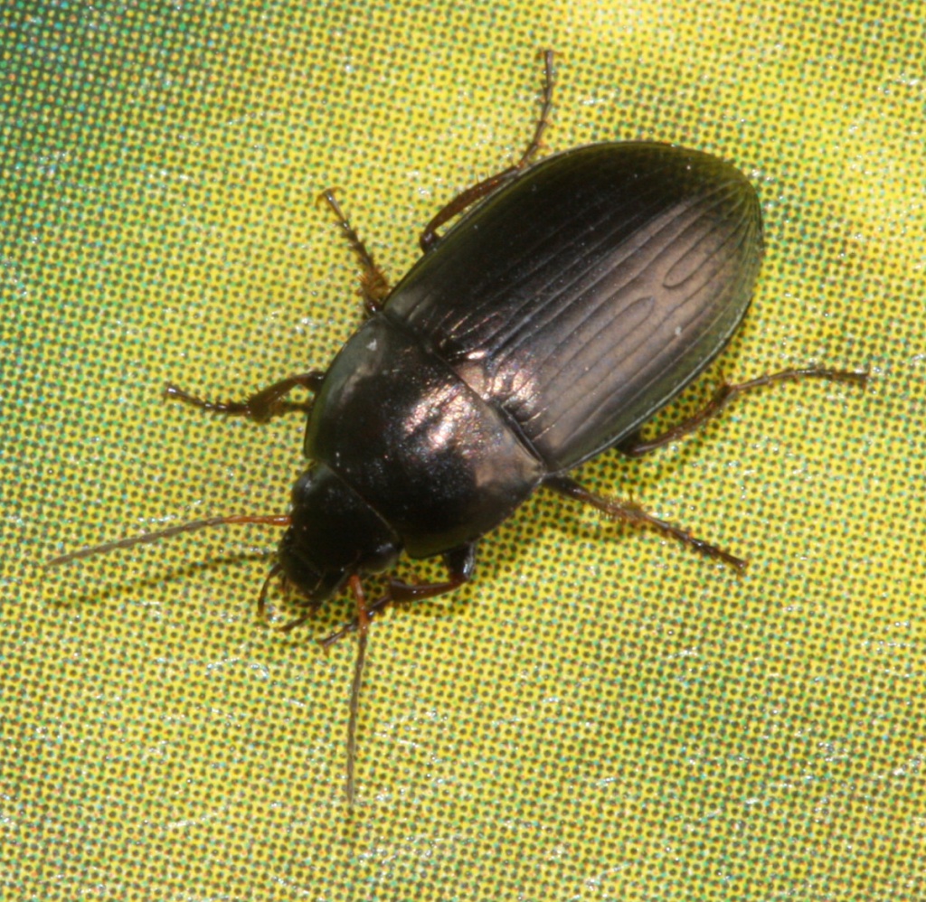 Amara ovata | NatureSpot