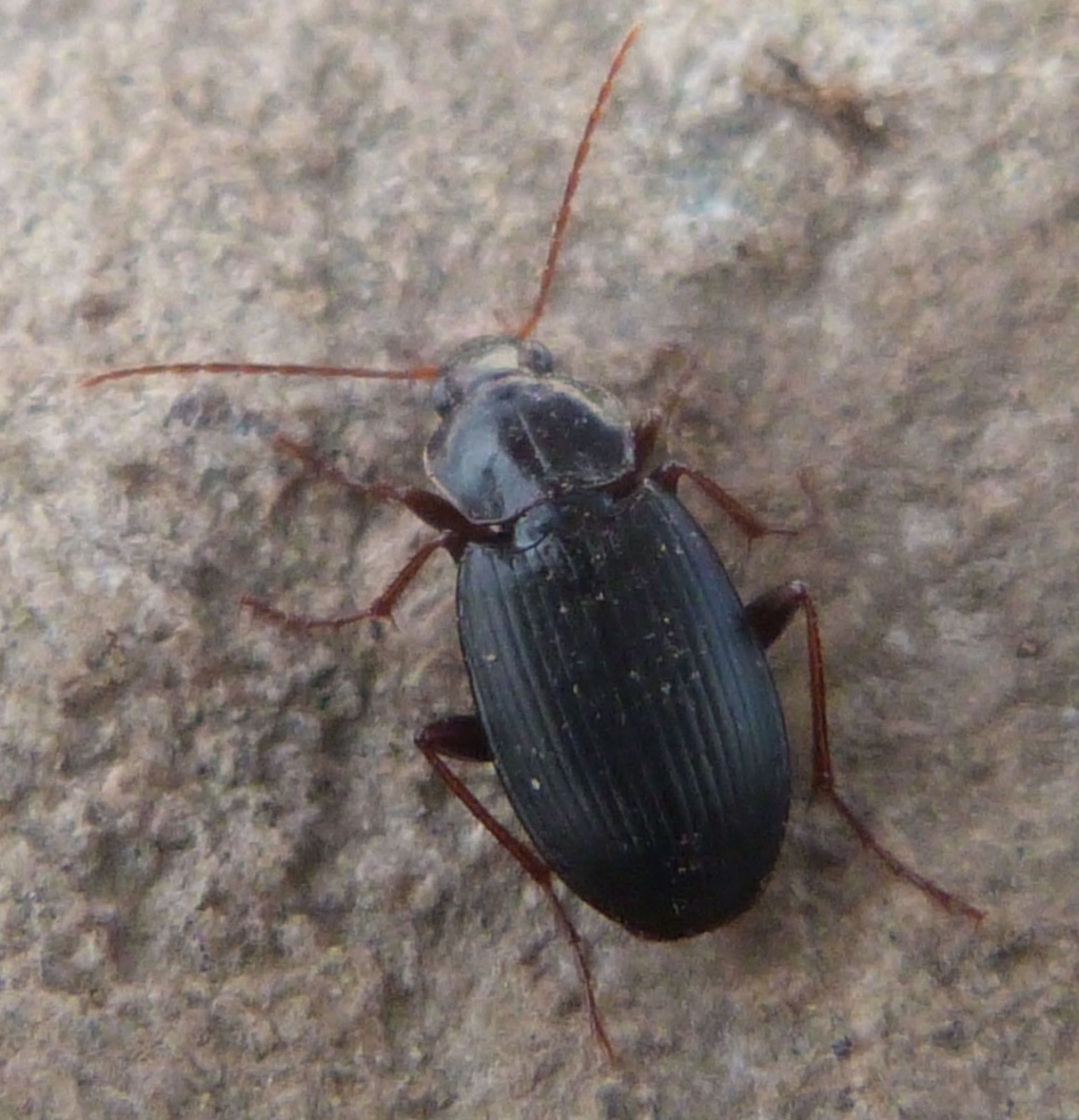 Calathus rotundicollis | NatureSpot