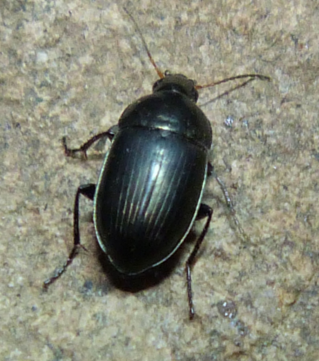 Amara ovata | NatureSpot