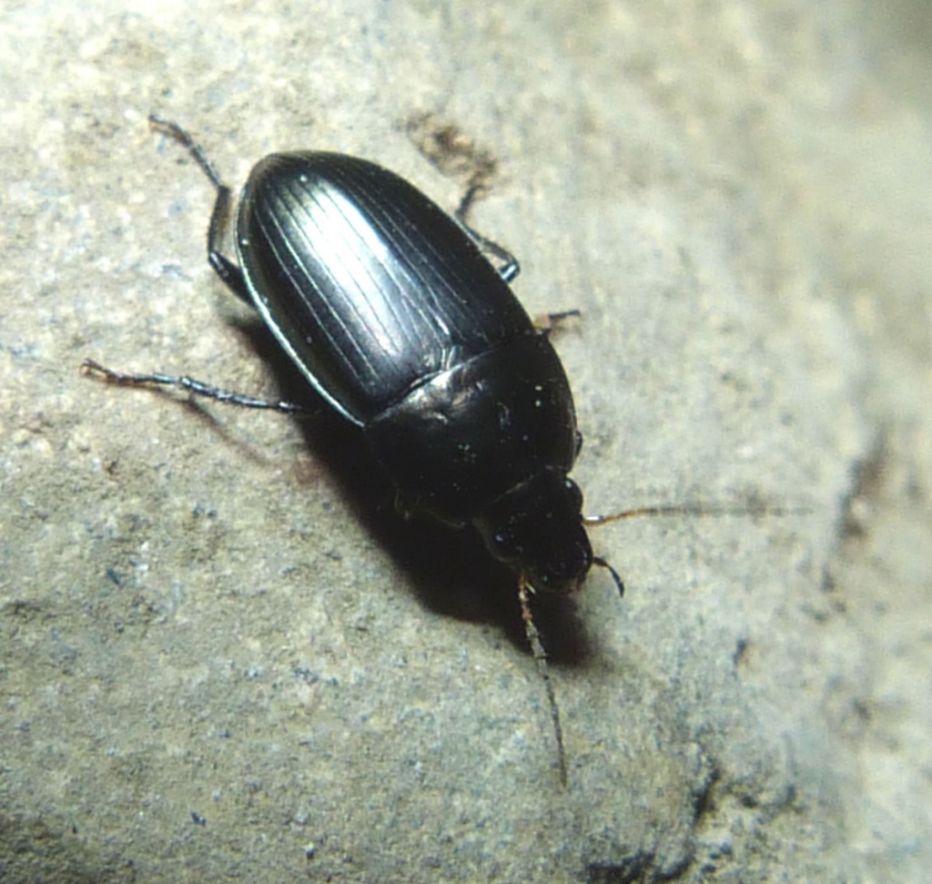 Amara ovata | NatureSpot