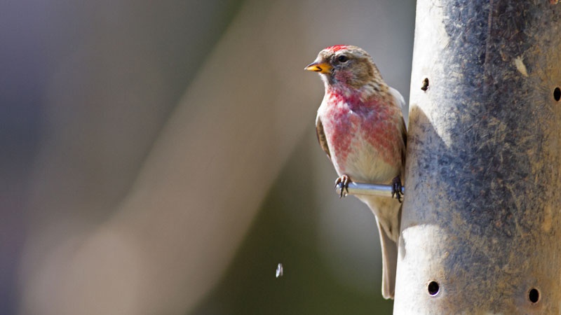 Lesser Redpoll | NatureSpot