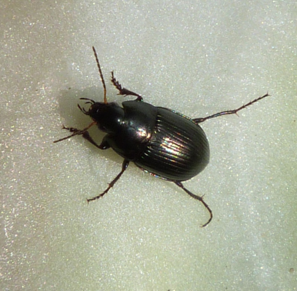 Amara ovata | NatureSpot