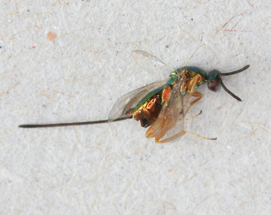 Torymus bedeguaris | NatureSpot