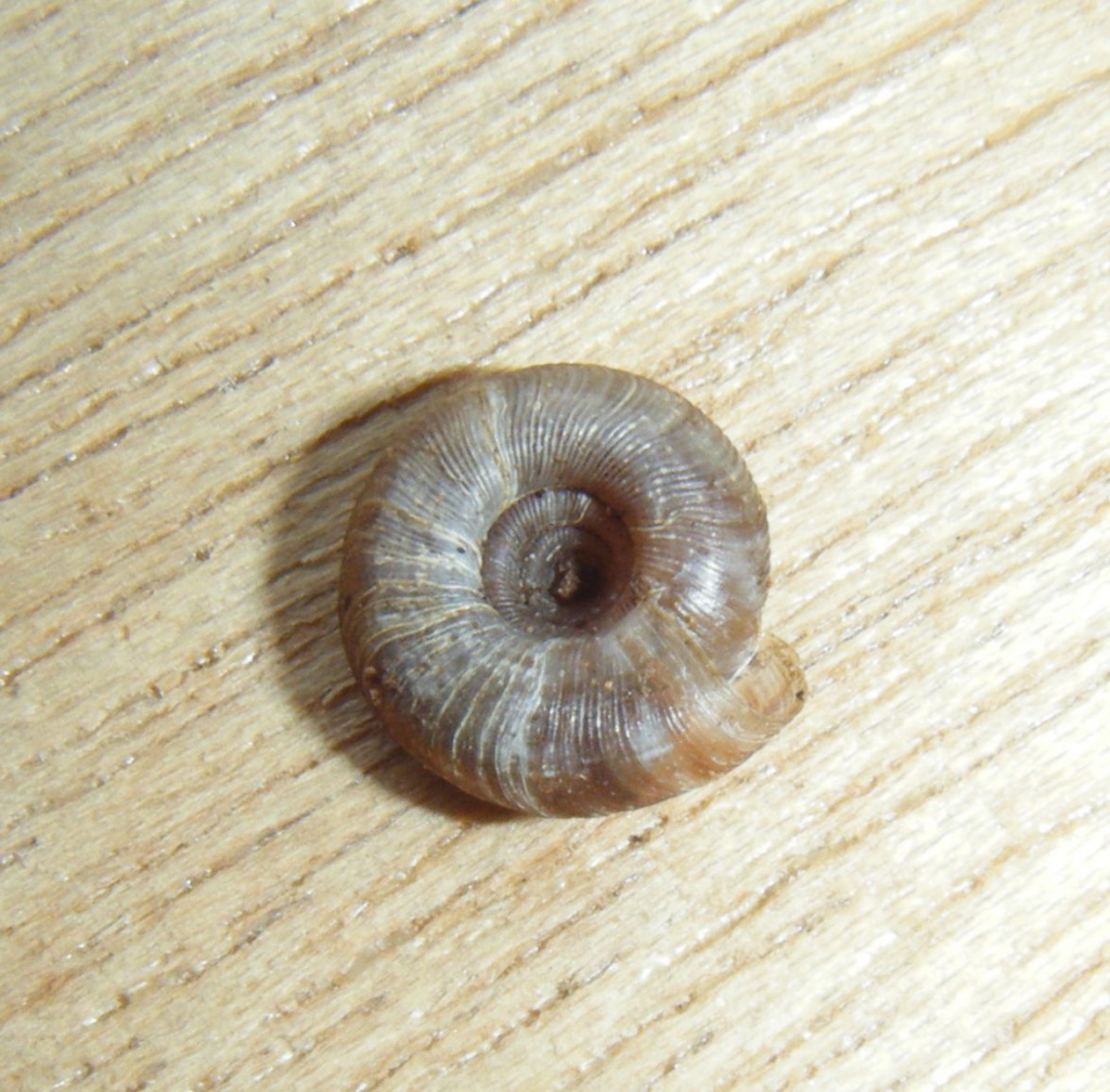 Discus Snail | NatureSpot