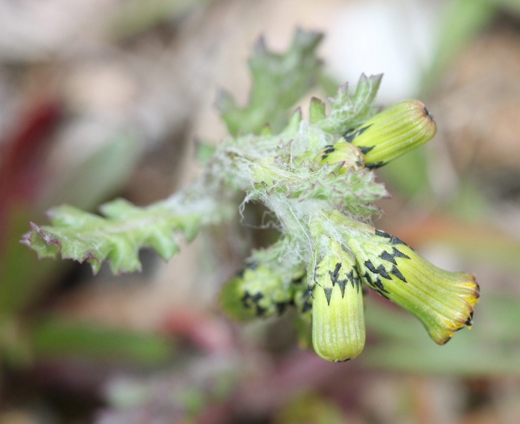 Groundsel | NatureSpot