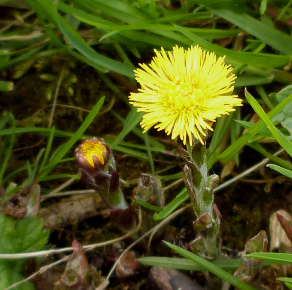 Colt's-foot | NatureSpot
