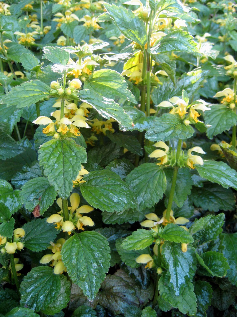 Garden Yellow Archangel | NatureSpot