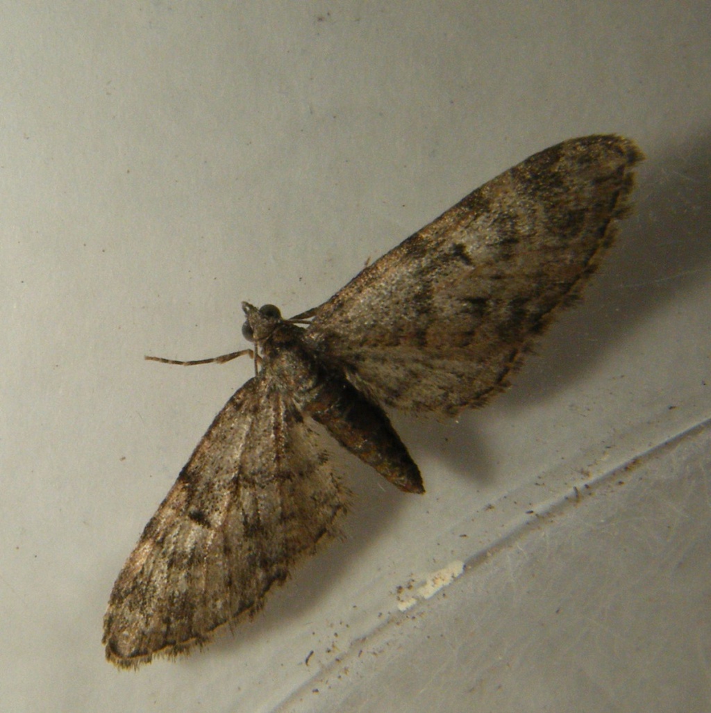 Oak-tree Pug | NatureSpot