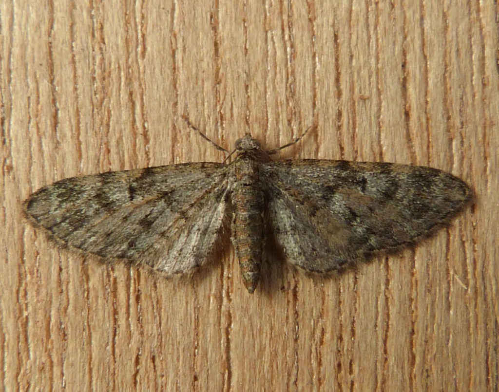 Oak-tree Pug | NatureSpot