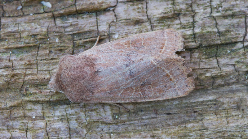 Common Quaker | NatureSpot