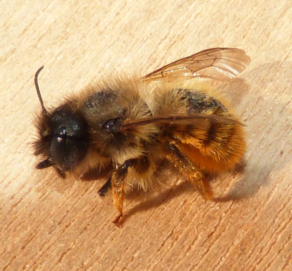 Red Mason Bee | NatureSpot