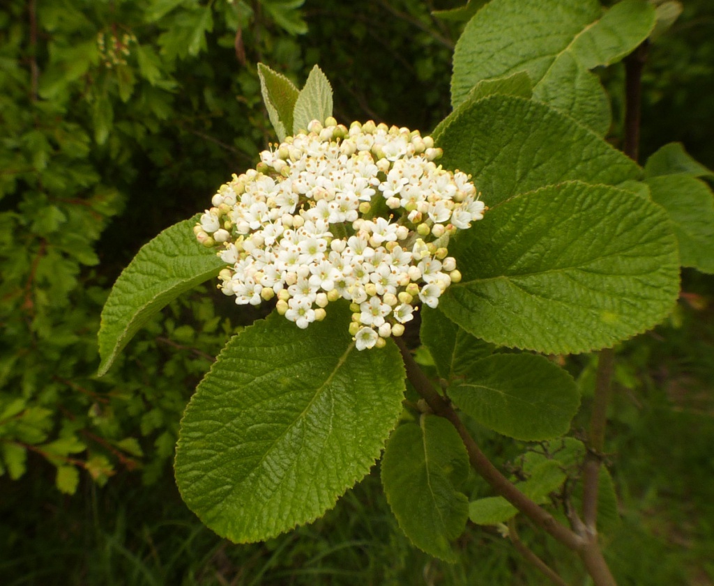 Wayfaring-tree | NatureSpot