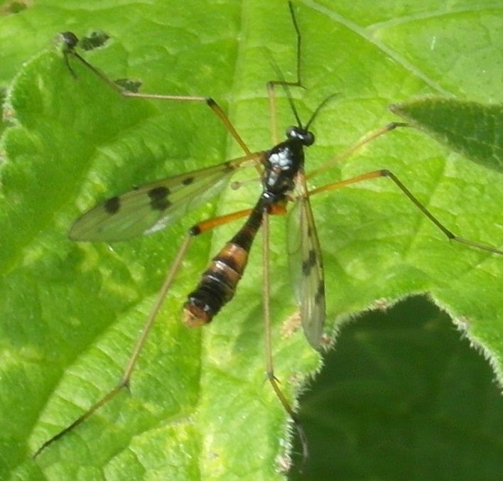ptychopteridae uk