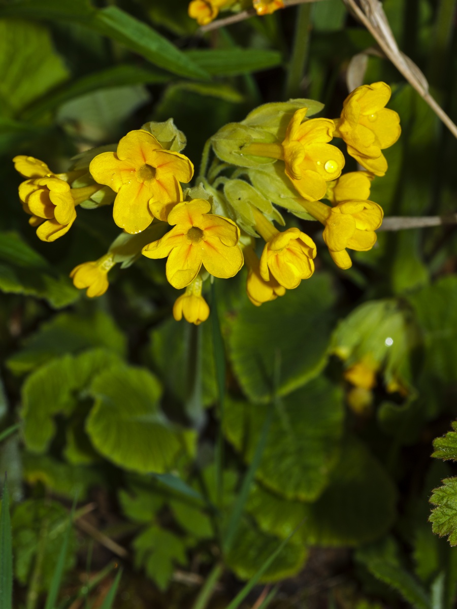 Cowslip | NatureSpot