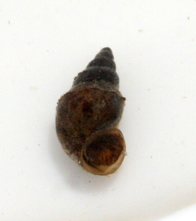 Jenkins' Spire Snail | NatureSpot