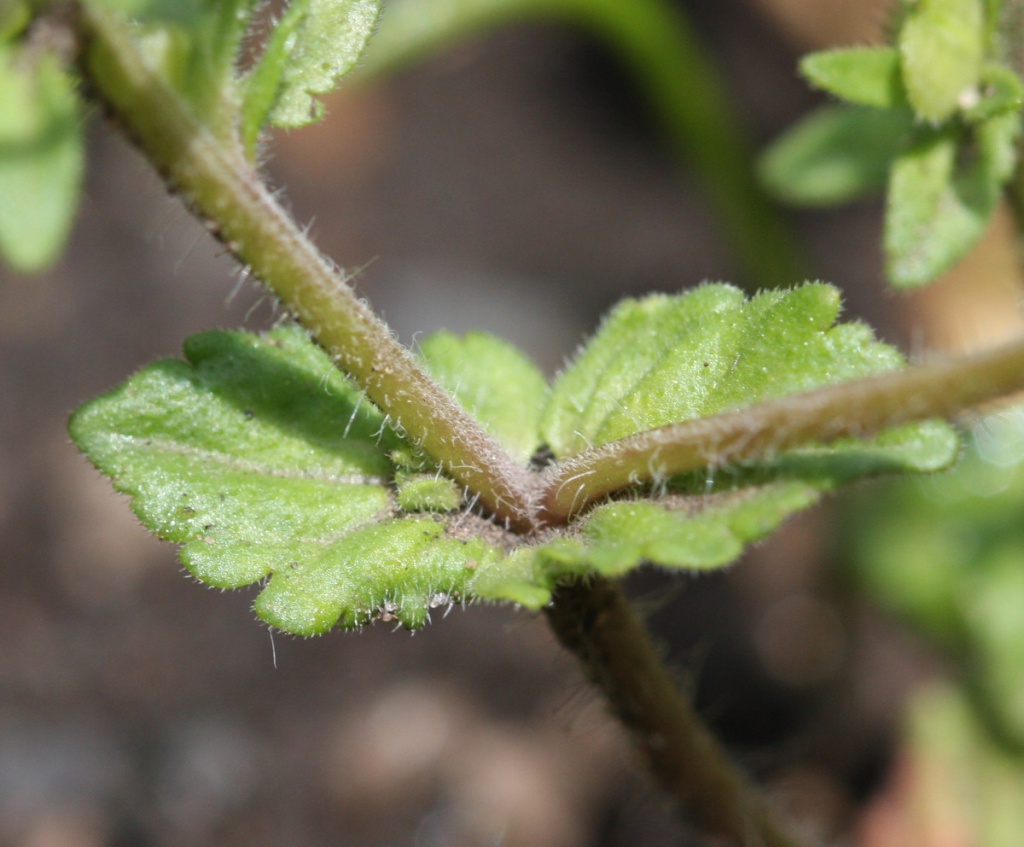 Wall Speedwell | NatureSpot