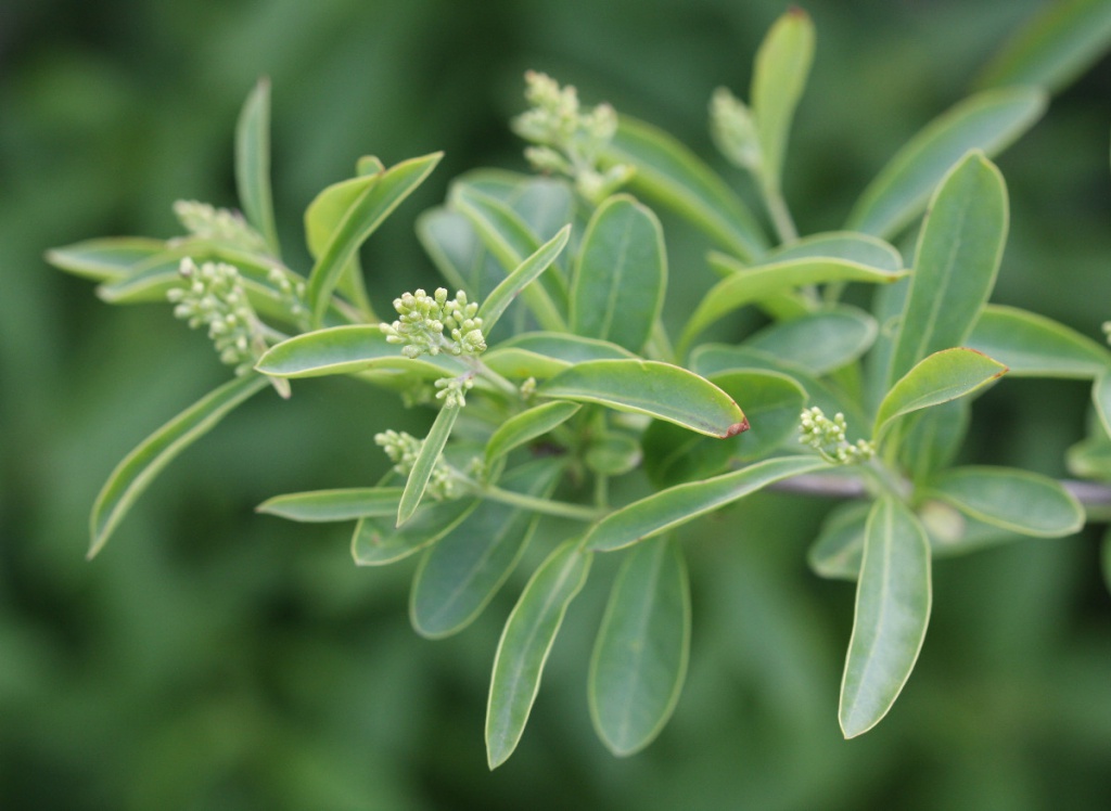 Wild Privet | NatureSpot