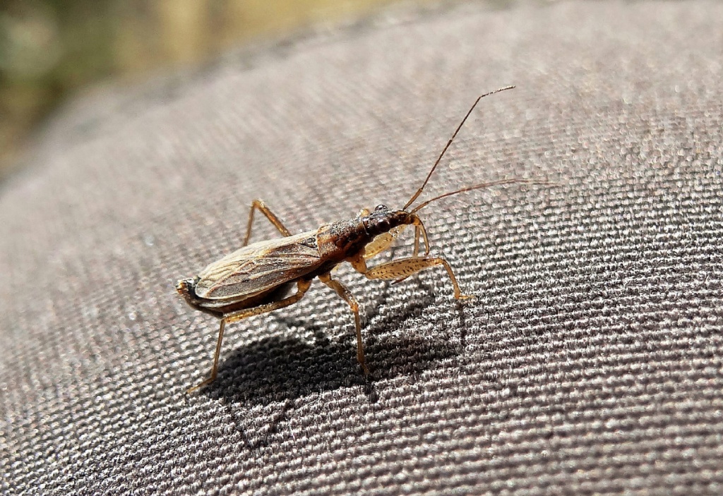 Field Damsel Bug | NatureSpot