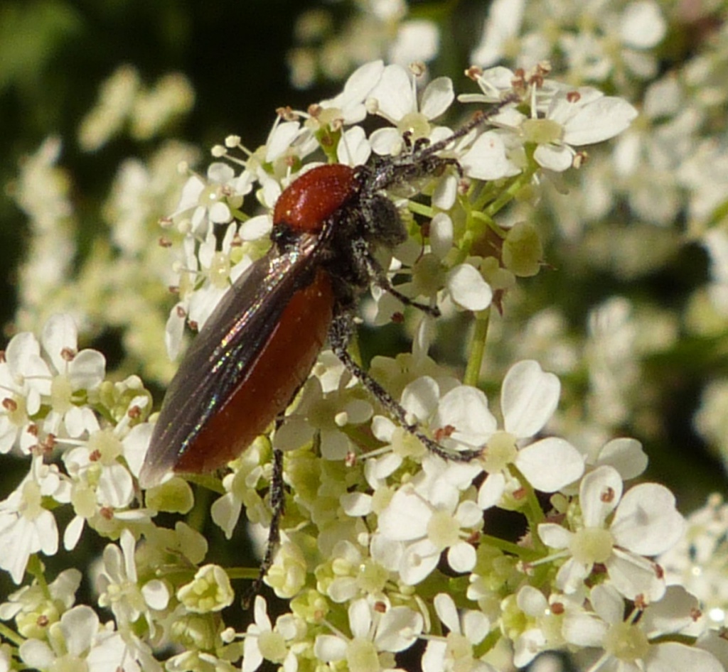 Bibio hortulanus | NatureSpot