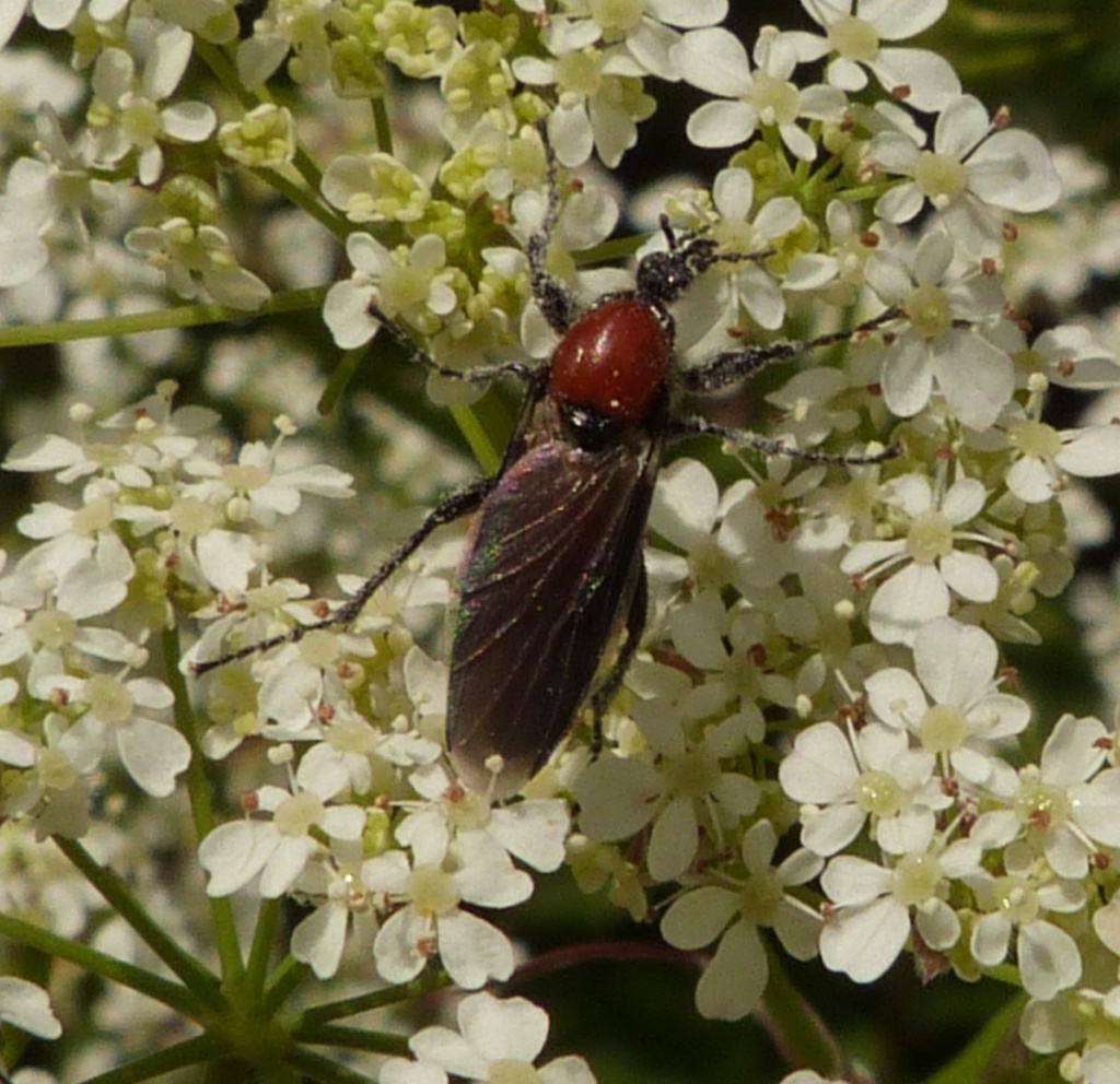 Bibio hortulanus | NatureSpot
