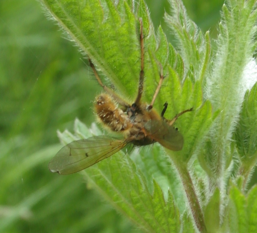 Entomophthora muscae | NatureSpot