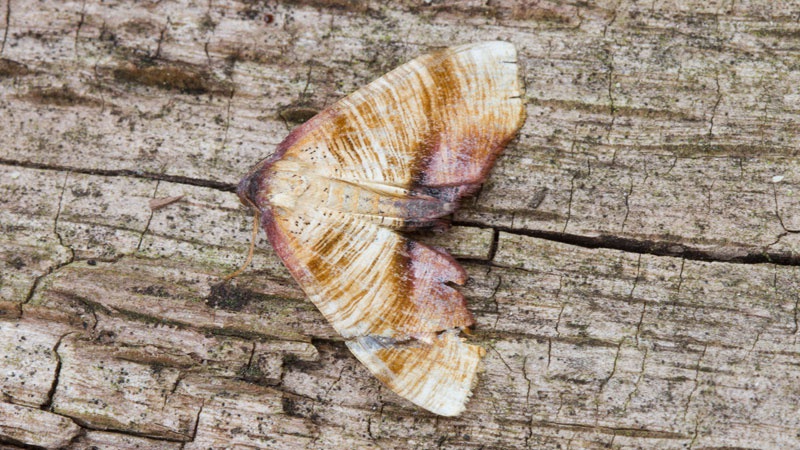 Scorched Wing | NatureSpot