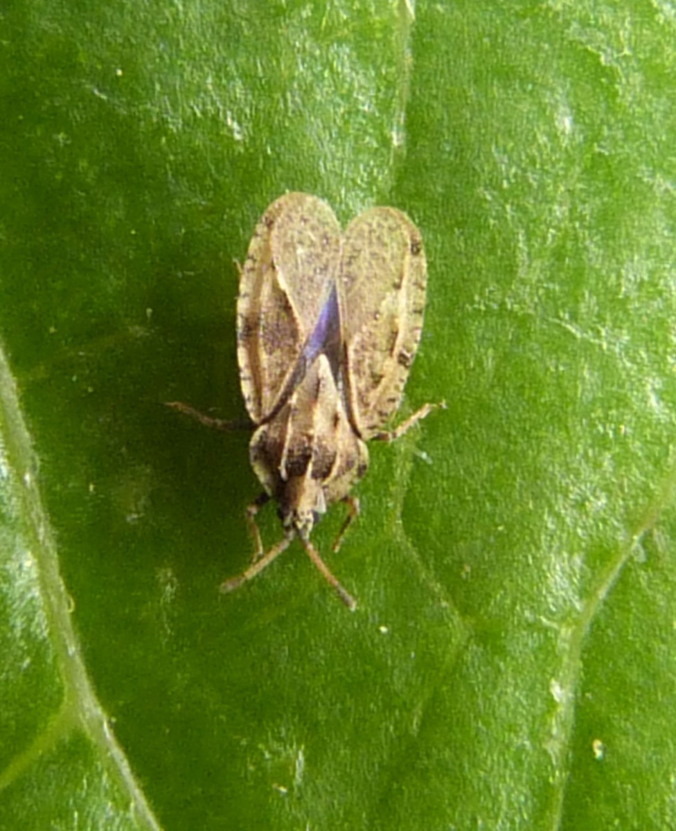 Spear Thistle Lacebug | NatureSpot