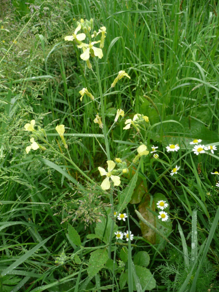 Wild Radish | NatureSpot