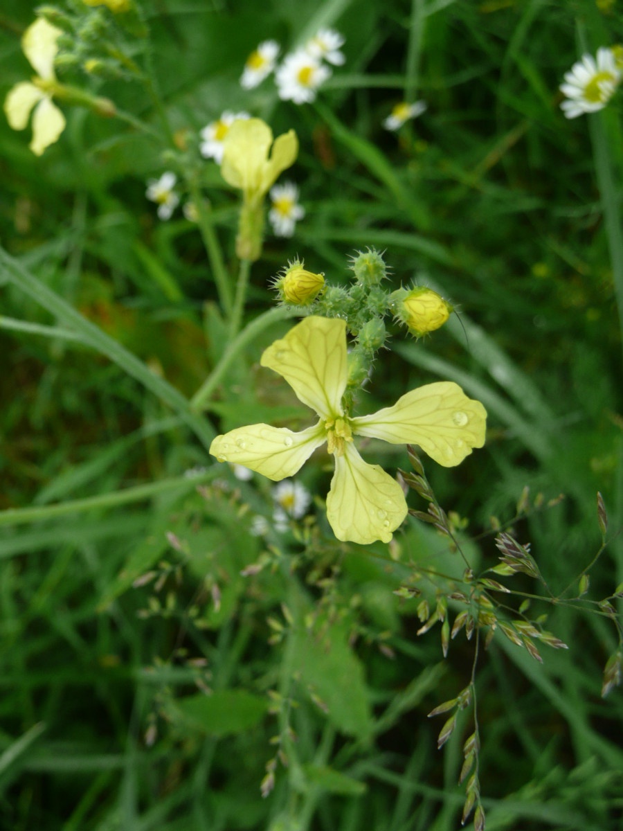 Wild Radish | NatureSpot