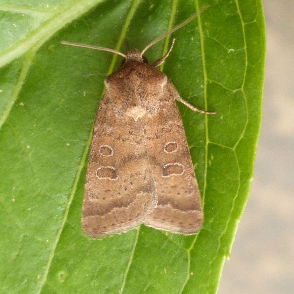 Vine's Rustic | NatureSpot