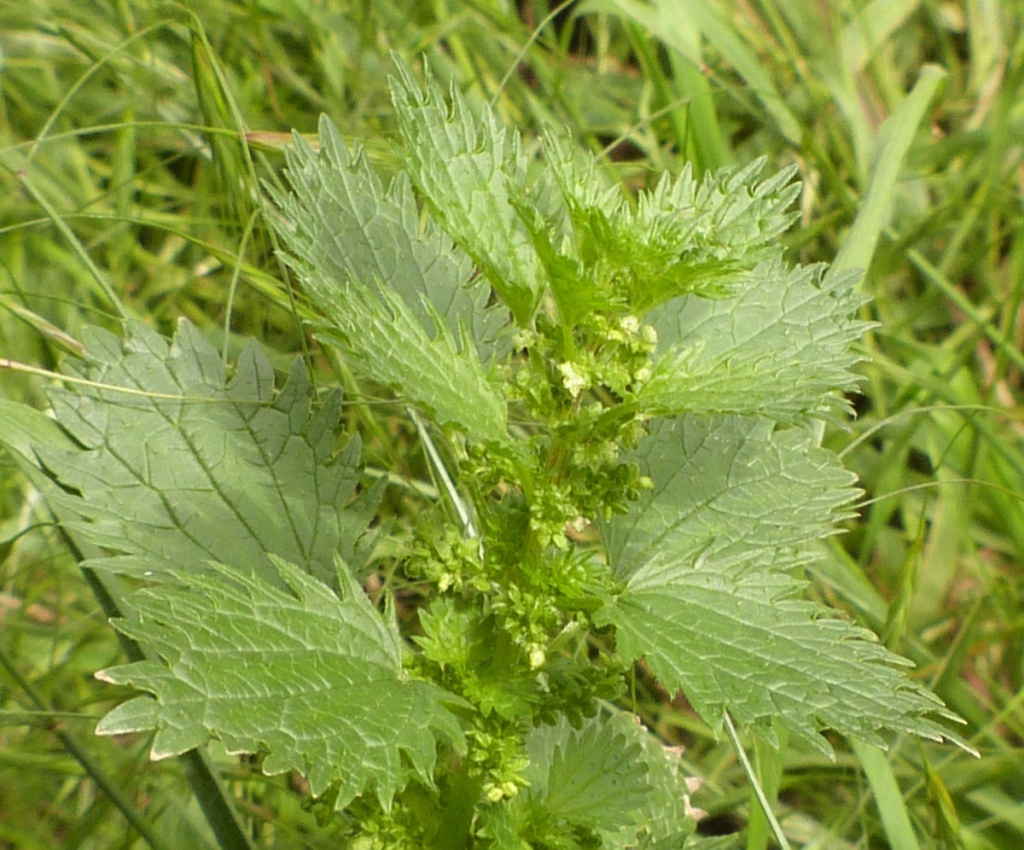 Small Nettle | NatureSpot