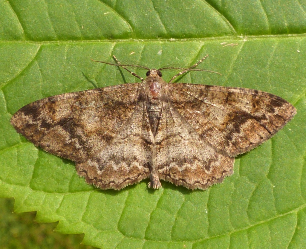 Mottled Beauty | NatureSpot