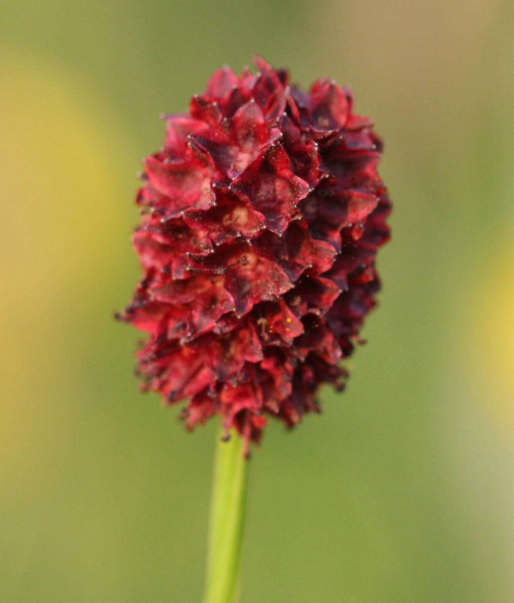 Great Burnet | NatureSpot