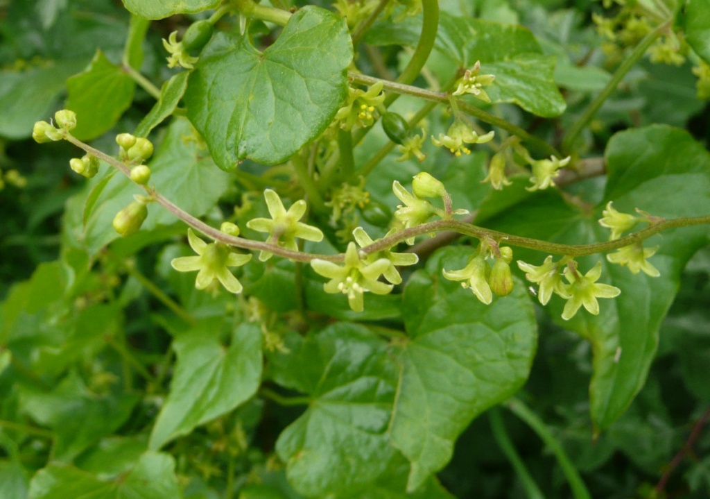 Black Bryony | NatureSpot