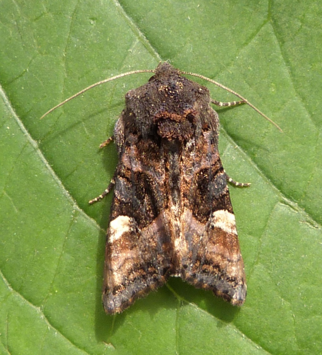 Small Angle Shades | NatureSpot