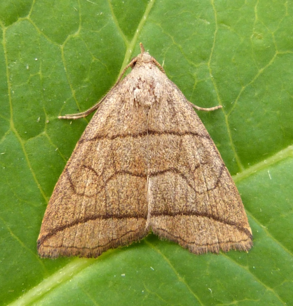Small Fan-foot | NatureSpot