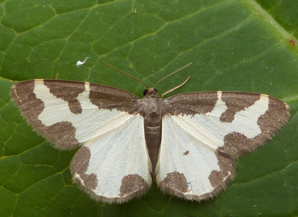 Clouded Border | NatureSpot