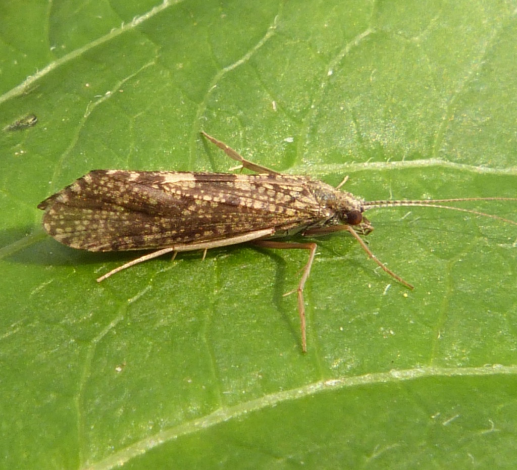 Hydropsyche contubernalis | NatureSpot