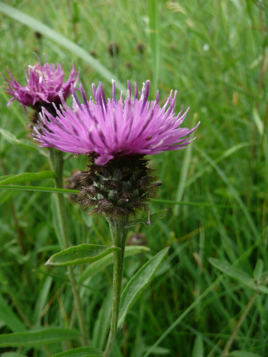 Common Knapweed | NatureSpot