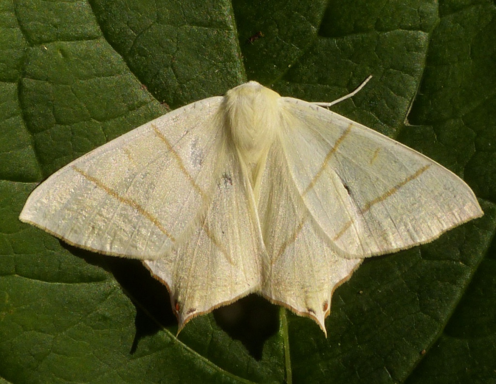 Swallow-tailed Moth | NatureSpot