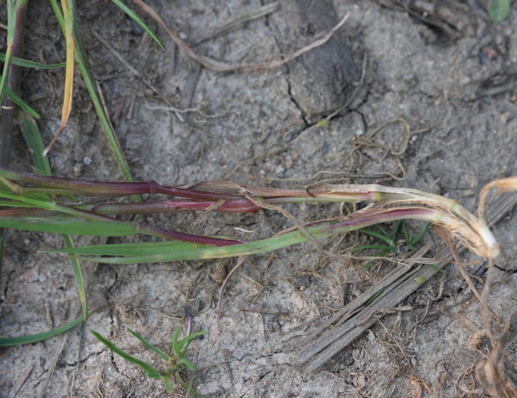 Creeping Bent | NatureSpot
